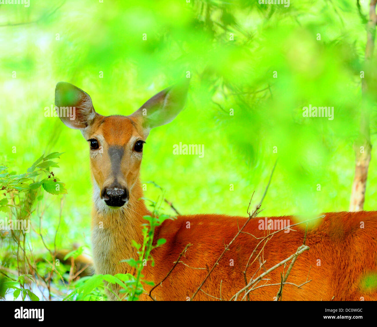 Whitetail deer doe hi-res stock photography and images - Alamy