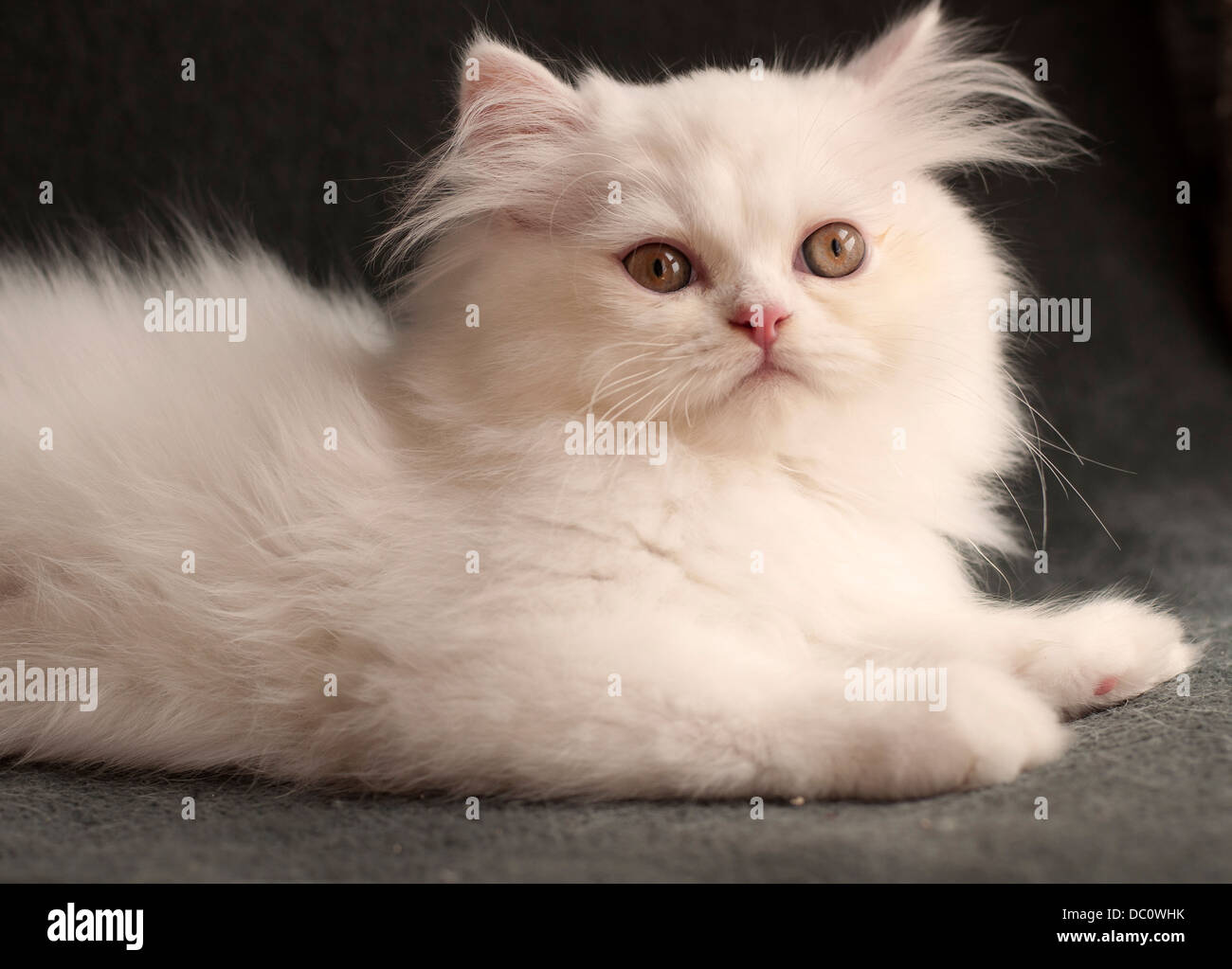 Adorable white kitten Stock Photo - Alamy