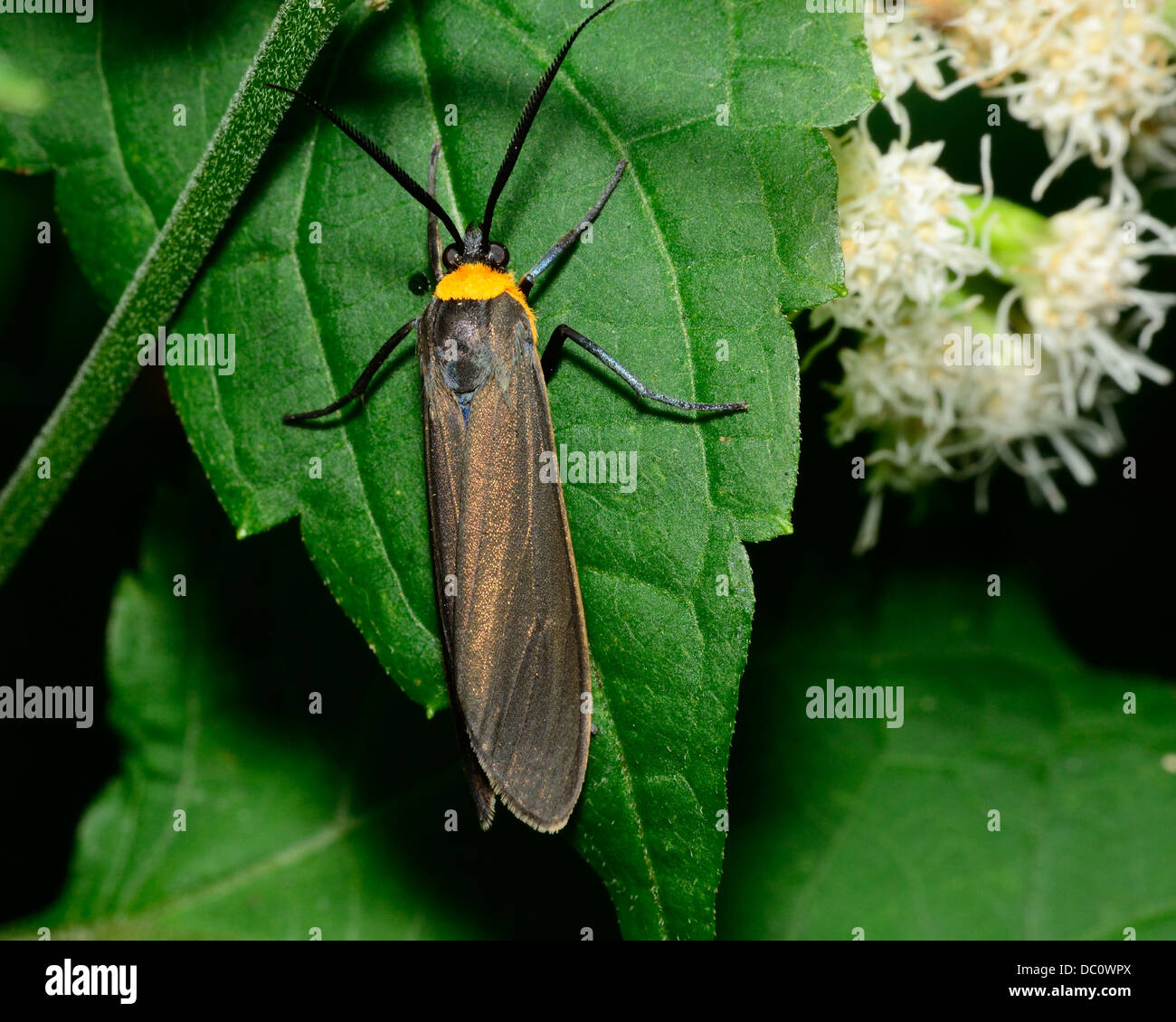 Yellow-collared Scape Moth perched on a green leaf Stock Photo - Alamy