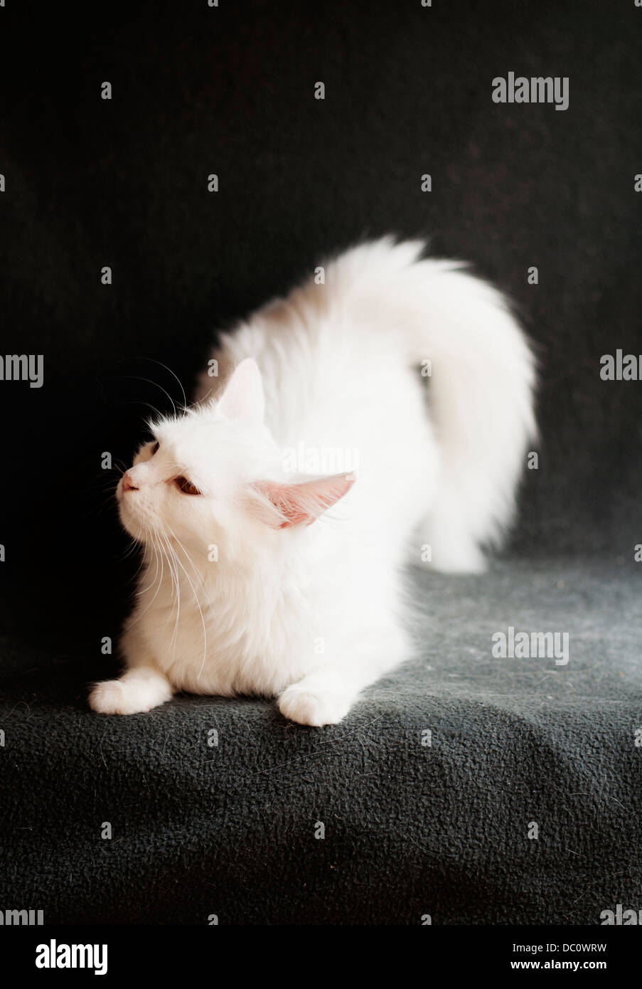 Cat in heat Stock Photo - Alamy