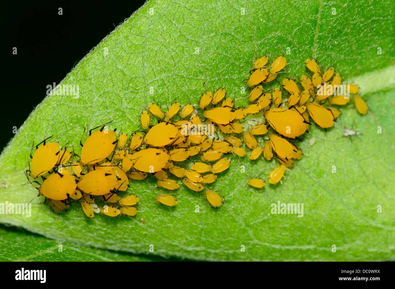 Orange Milkweed aphids on a milkweed leaf Stock Photo - Alamy