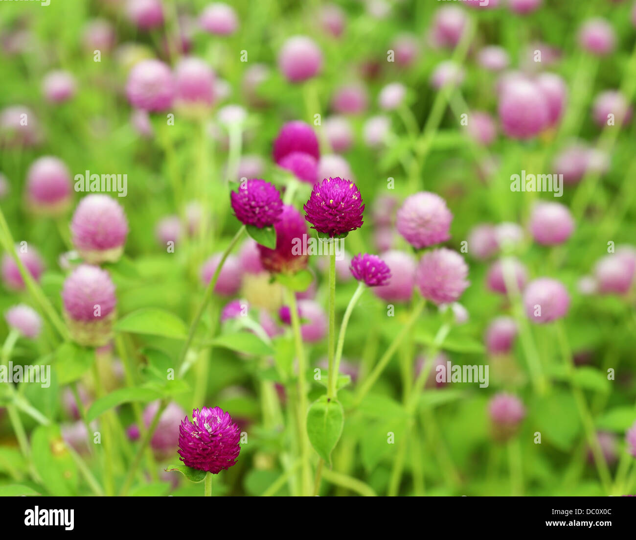 Globe amaranth or Gomphrena globosa flower Stock Photo - Alamy