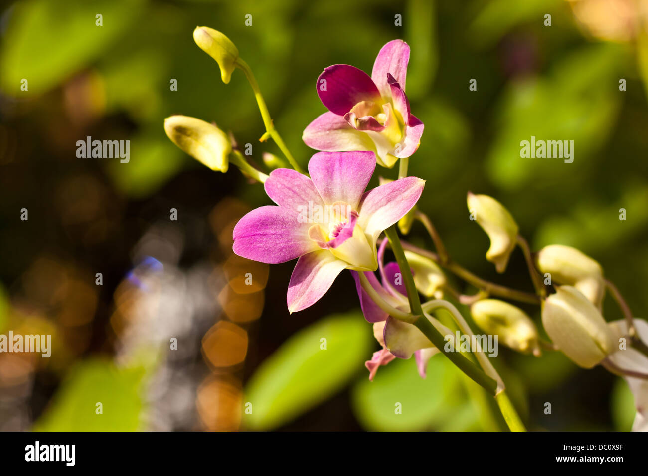 orchid in garden Stock Photo - Alamy