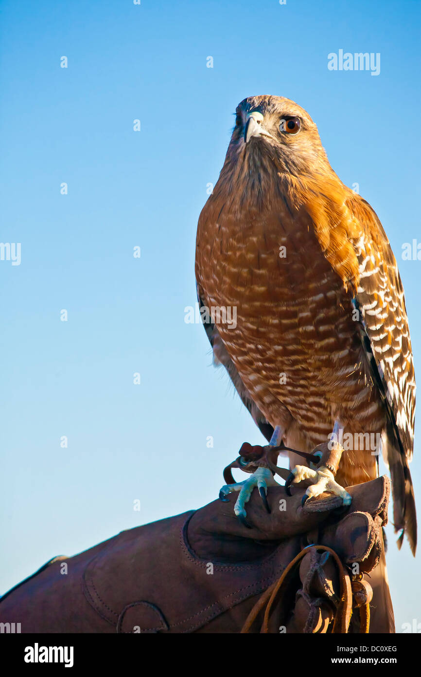 Red-shouldered hawk tethered to handler's leather glove Stock Photo - Alamy