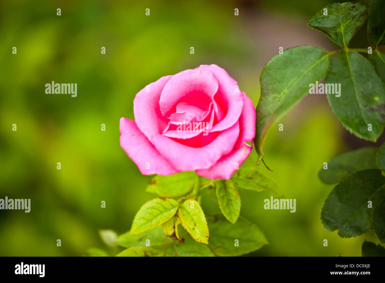 pink rose in garden Stock Photo - Alamy