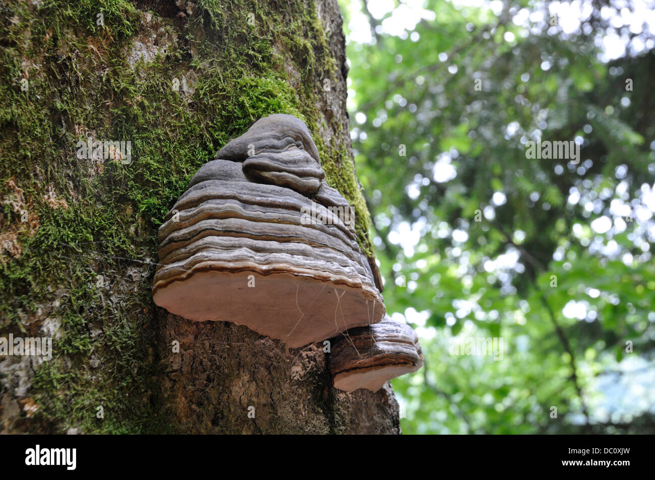Large fungus on a tree Stock Photo - Alamy