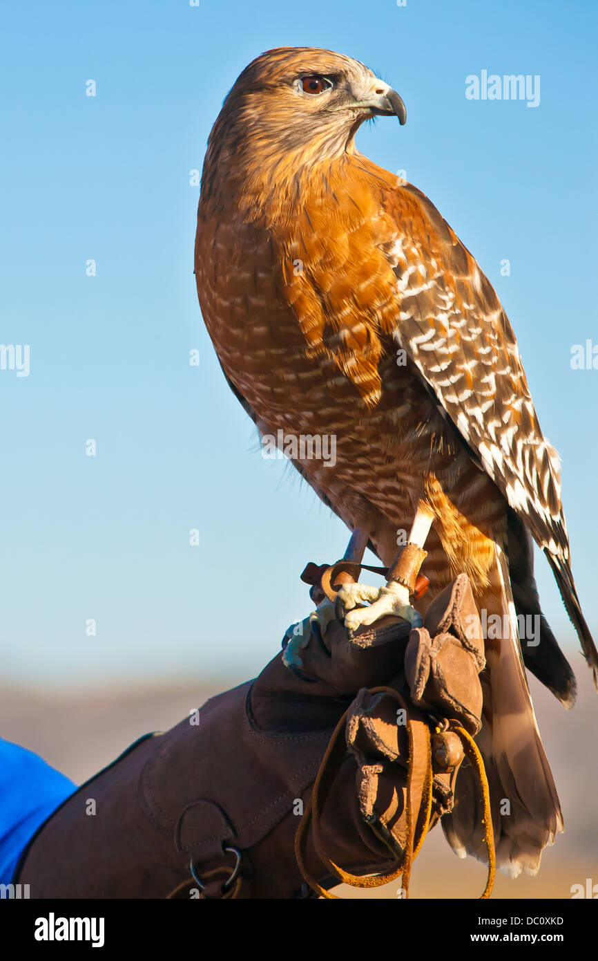 Red-shouldered hawk tethered to handler's leather glove Stock Photo - Alamy