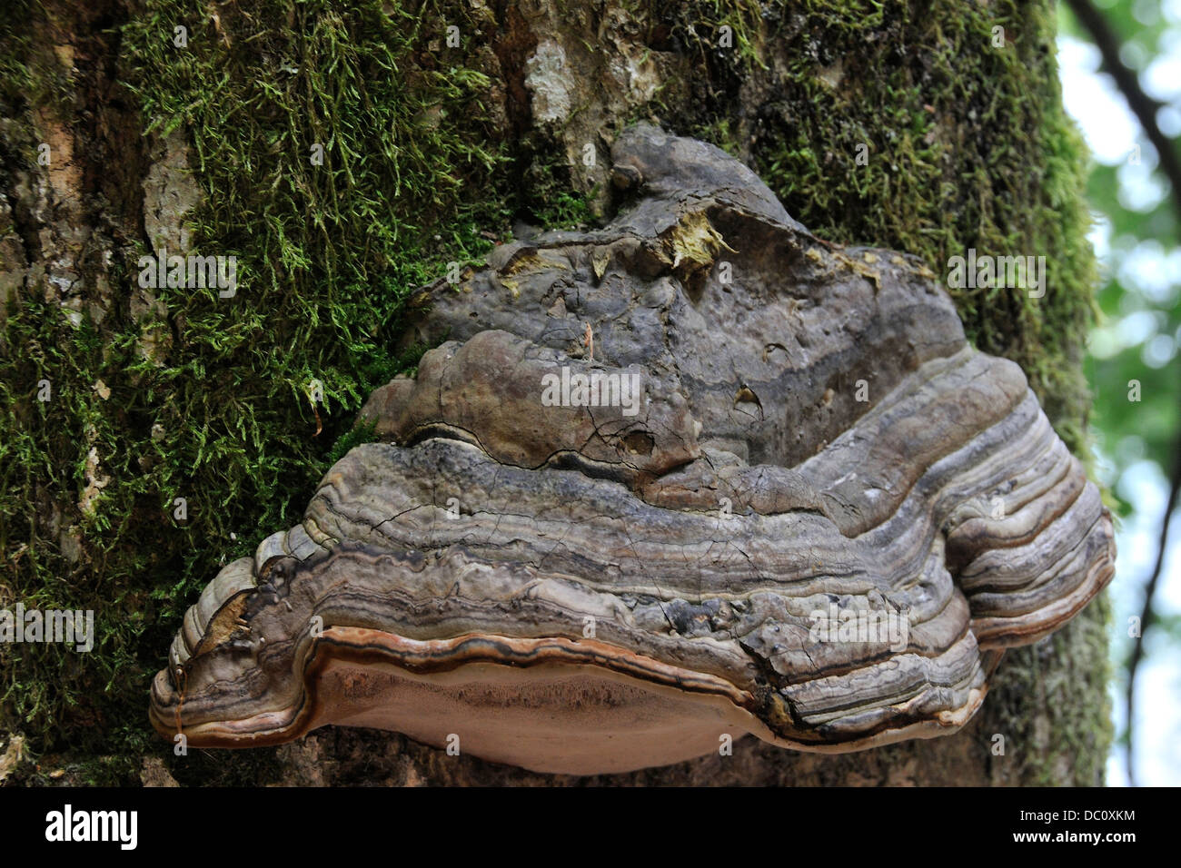 Large fungus on a tree Stock Photo - Alamy