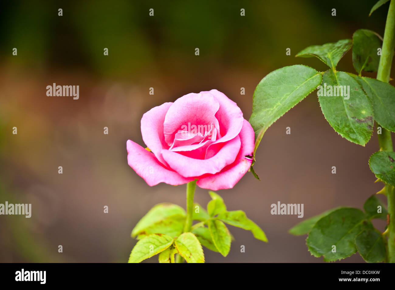 pink rose in garden Stock Photo - Alamy