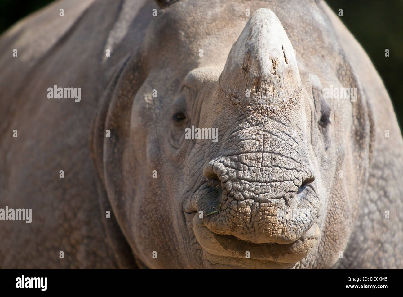 closeup of an african rhinoceros head Stock Photo - Alamy