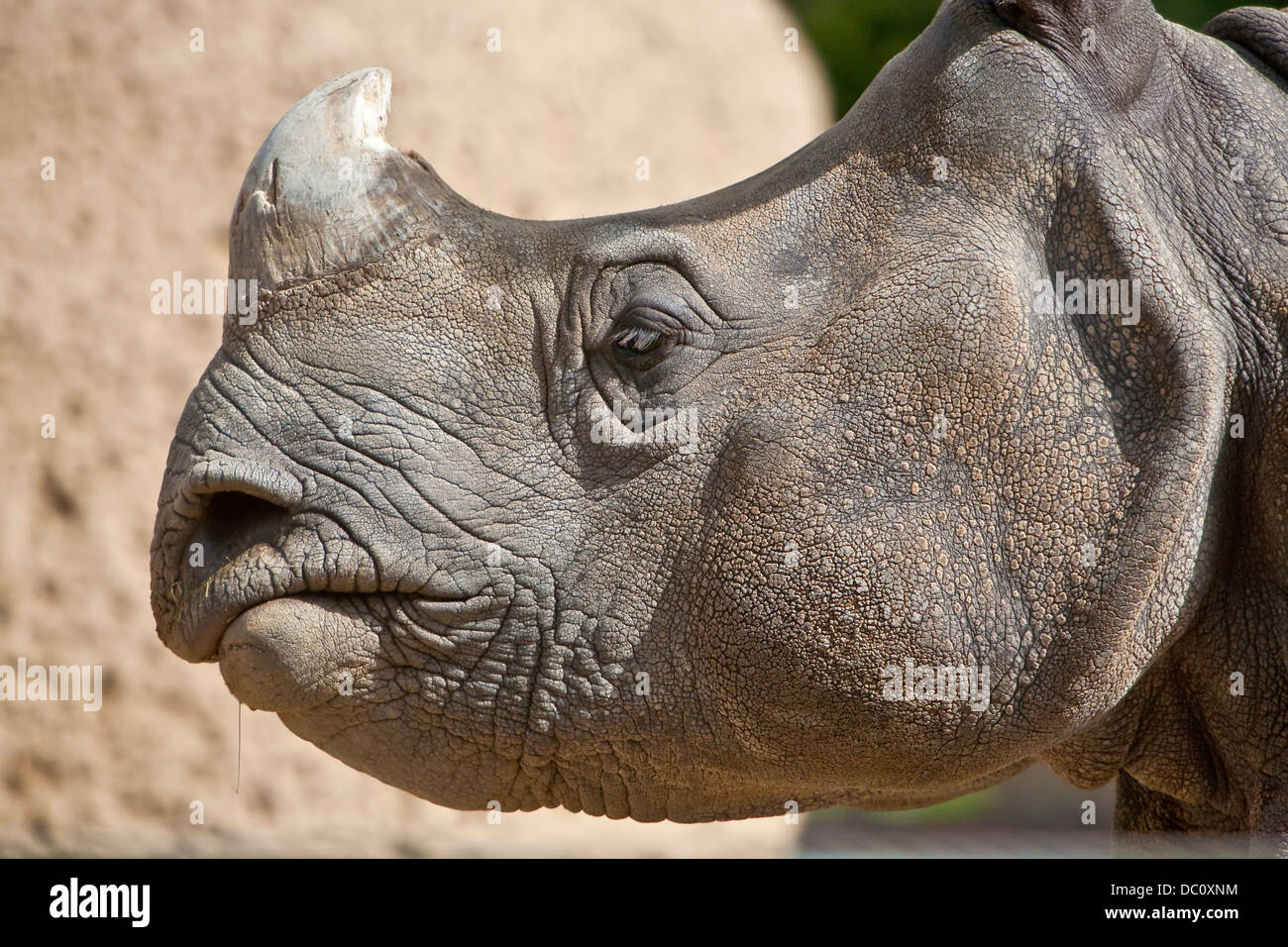 closeup of an african rhinoceros head Stock Photo - Alamy