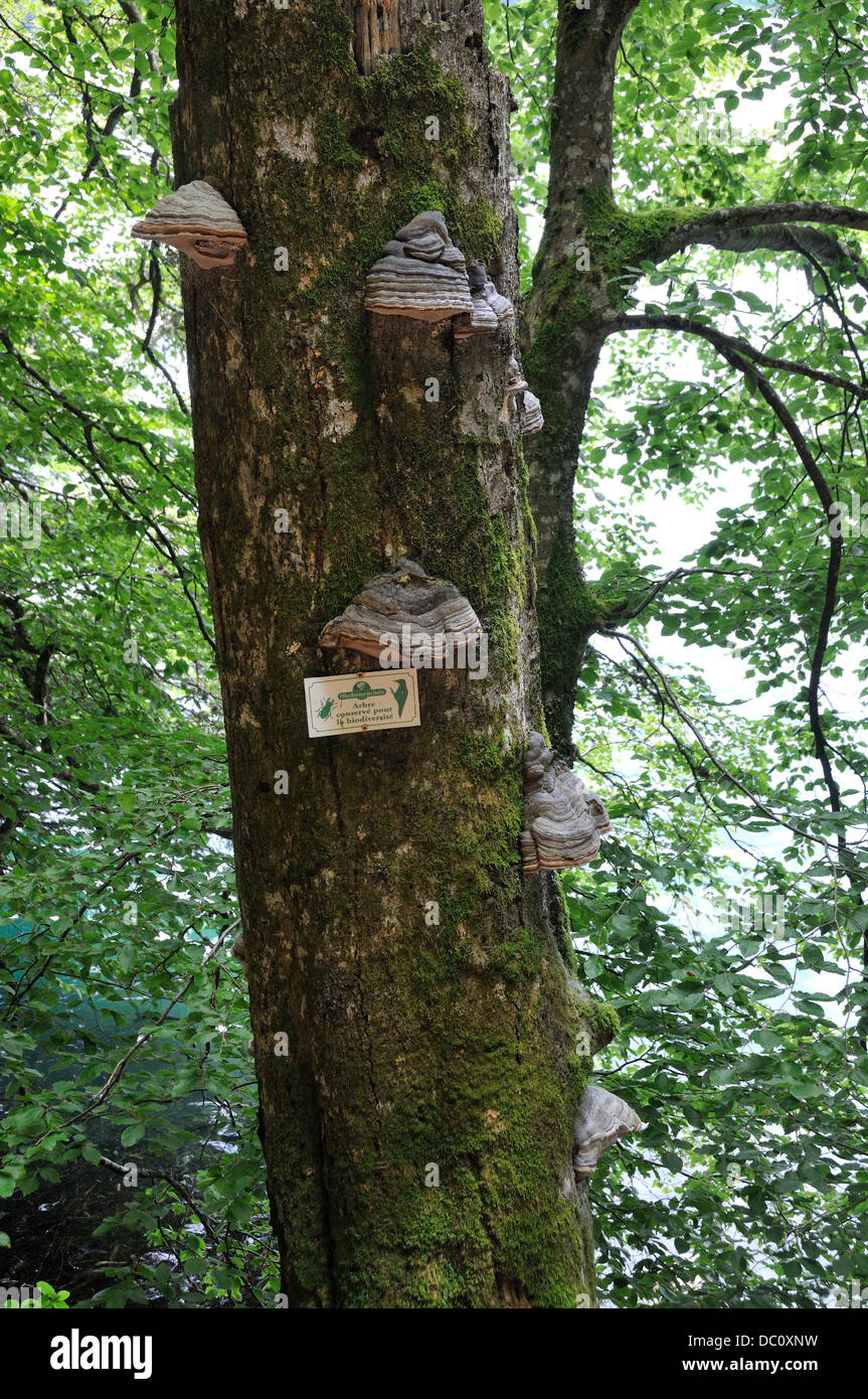Large fungus on a tree Stock Photo - Alamy