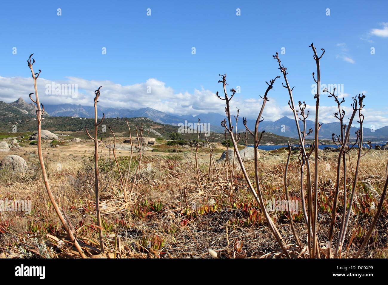Punta di Spanu is a protected natural coastal area in the municipality ...