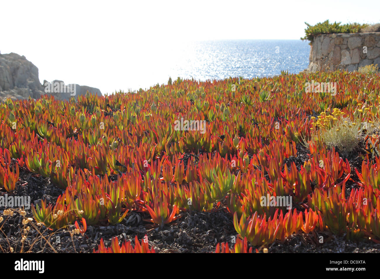 Punta di Spanu is a protected natural coastal area in the municipality ...