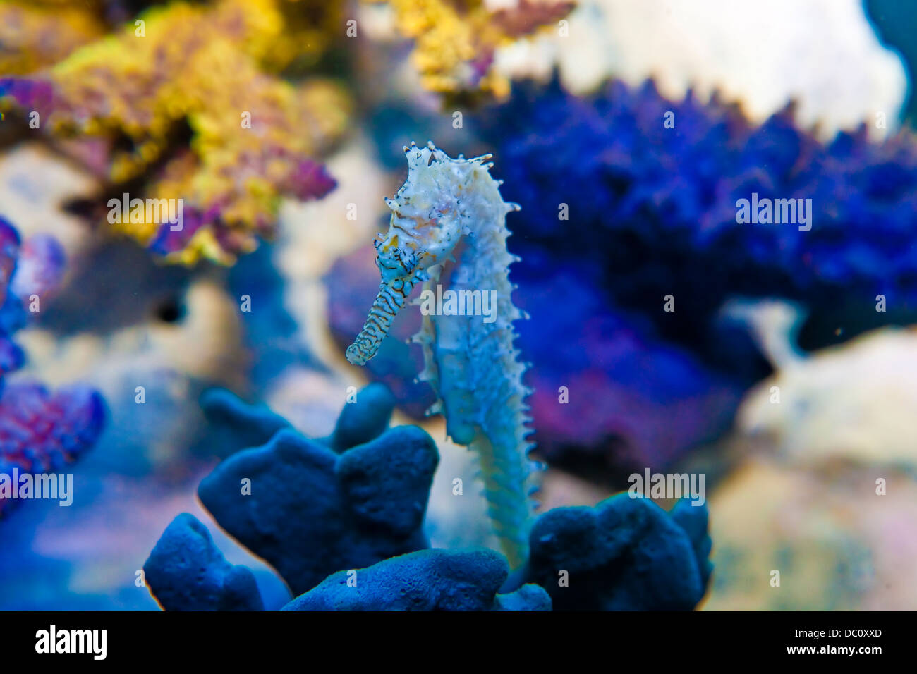 Seahorse on coral reef Stock Photo - Alamy