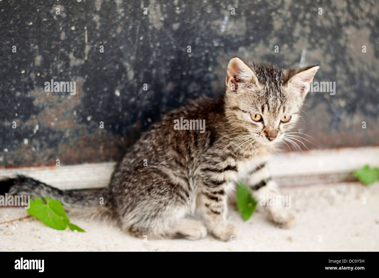 Small tabby hi-res stock photography and images - Alamy