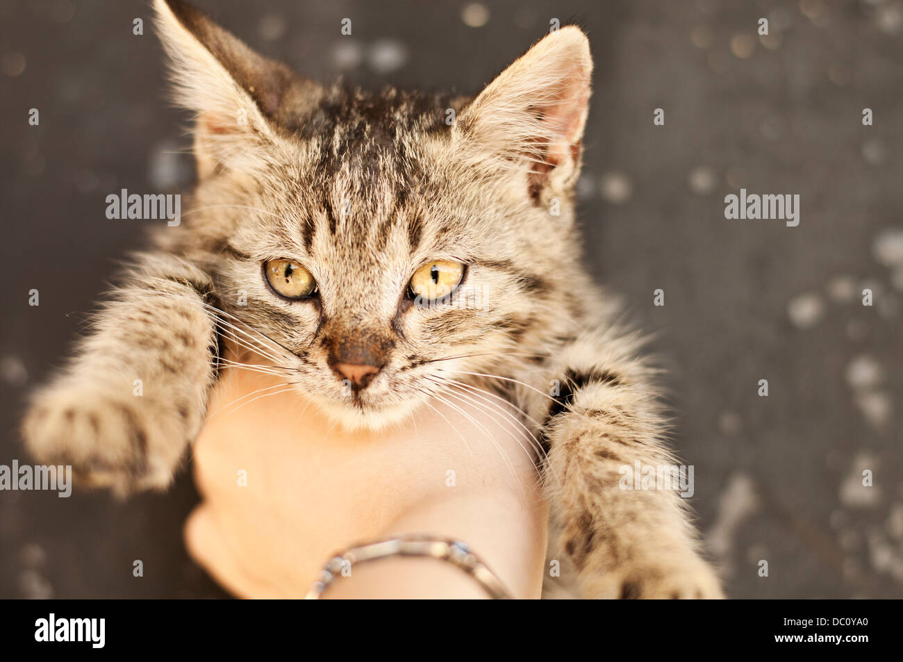Little cute tabby kitten hi-res stock photography and images - Alamy