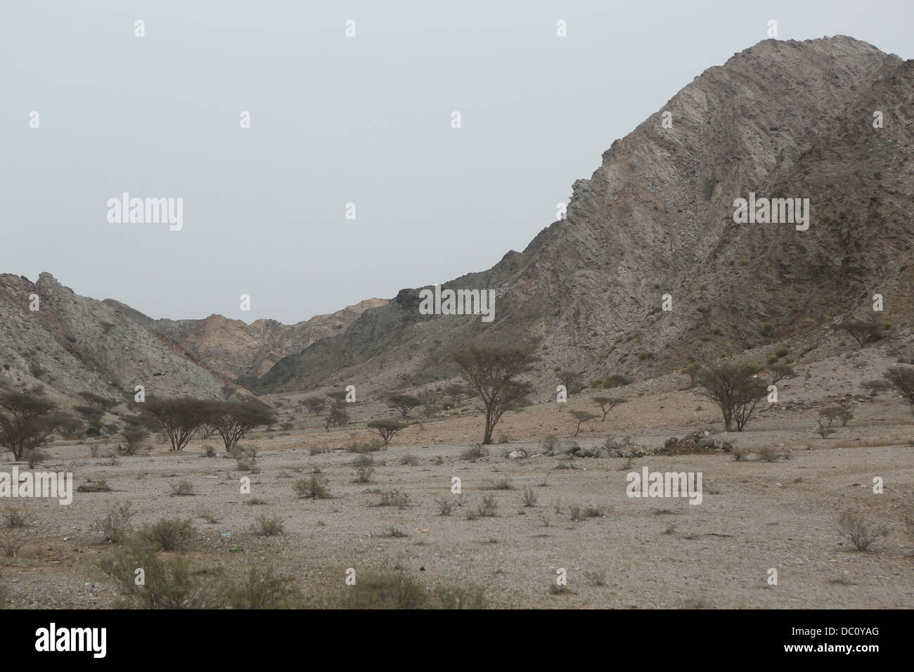 Thorn trees dotted along the rocky landscape of the Hajar Mountains ...