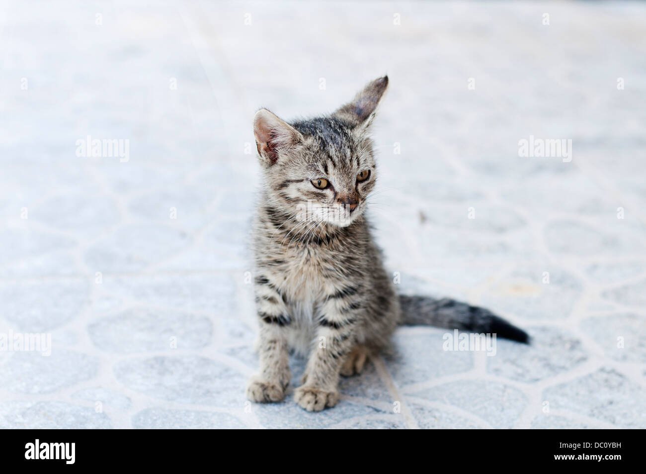 Small tabby hi-res stock photography and images - Alamy
