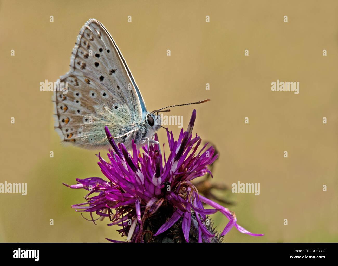 Male Chalk- Hill Blue Butterfly( Lysandra coridon ) feeding on Common ...
