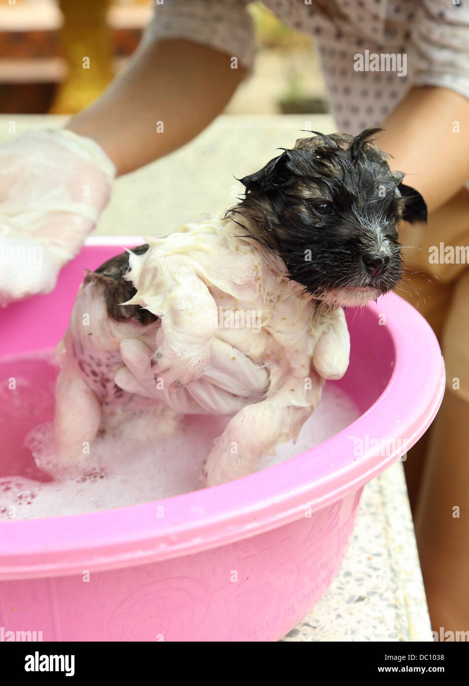 puppy dog in bath tub with hand washing its fur Stock Photo - Alamy