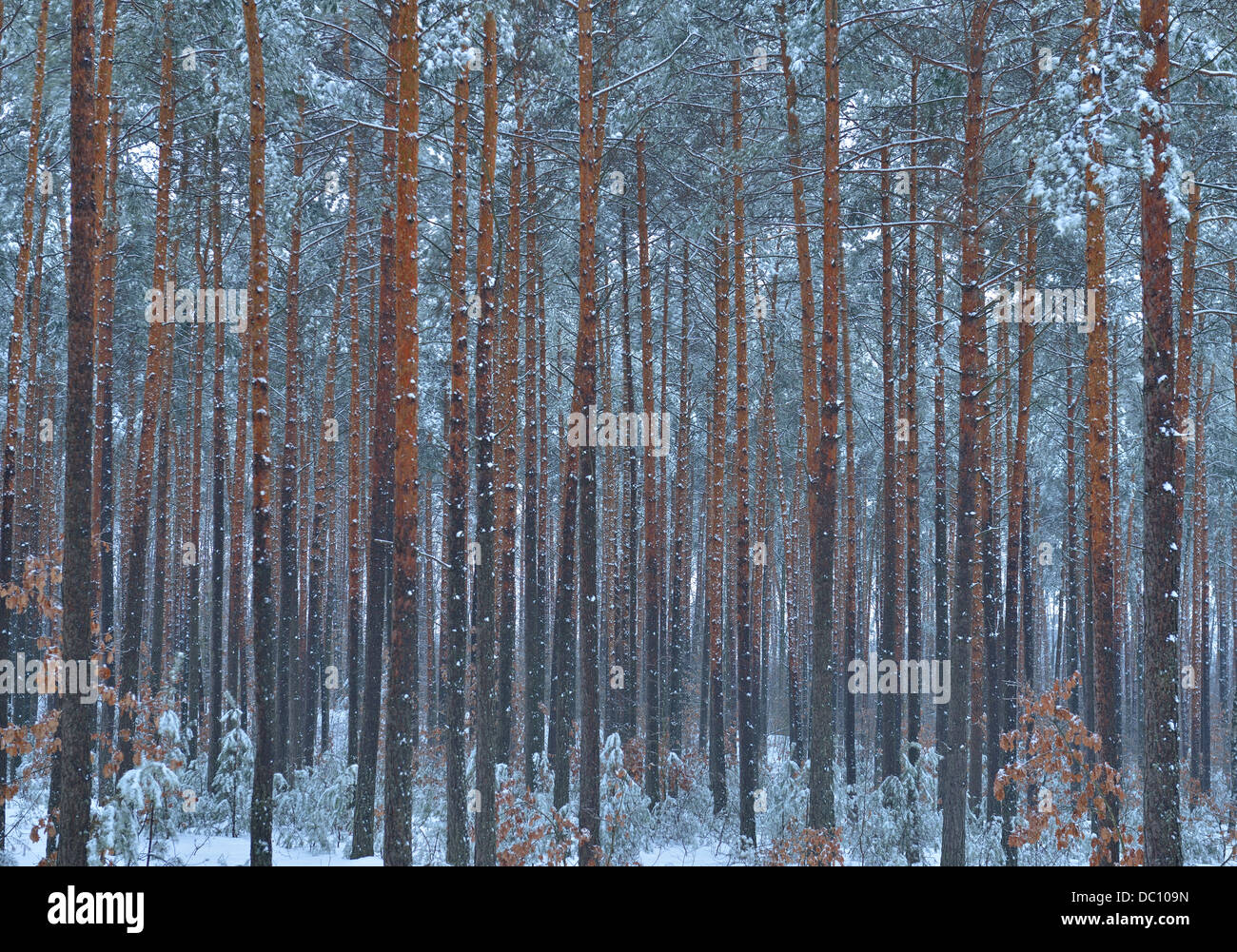 Pine trees in Kozienicka Forest in winter, Mazovia region, Poland Stock ...