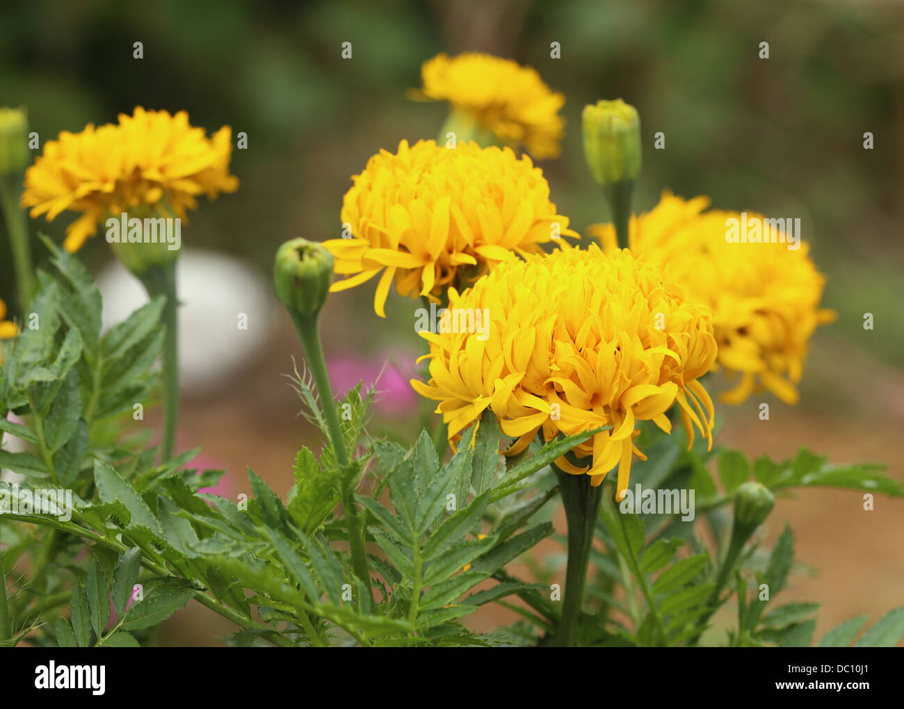 marigold flowers in the garden Stock Photo - Alamy
