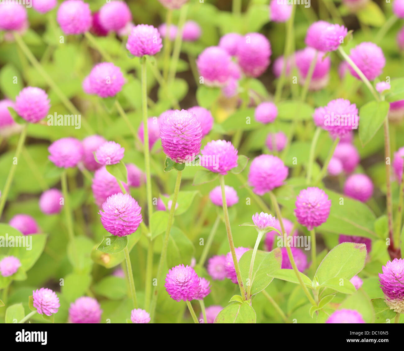 Globe amaranth or Gomphrena globosa flower in the garden Stock Photo ...