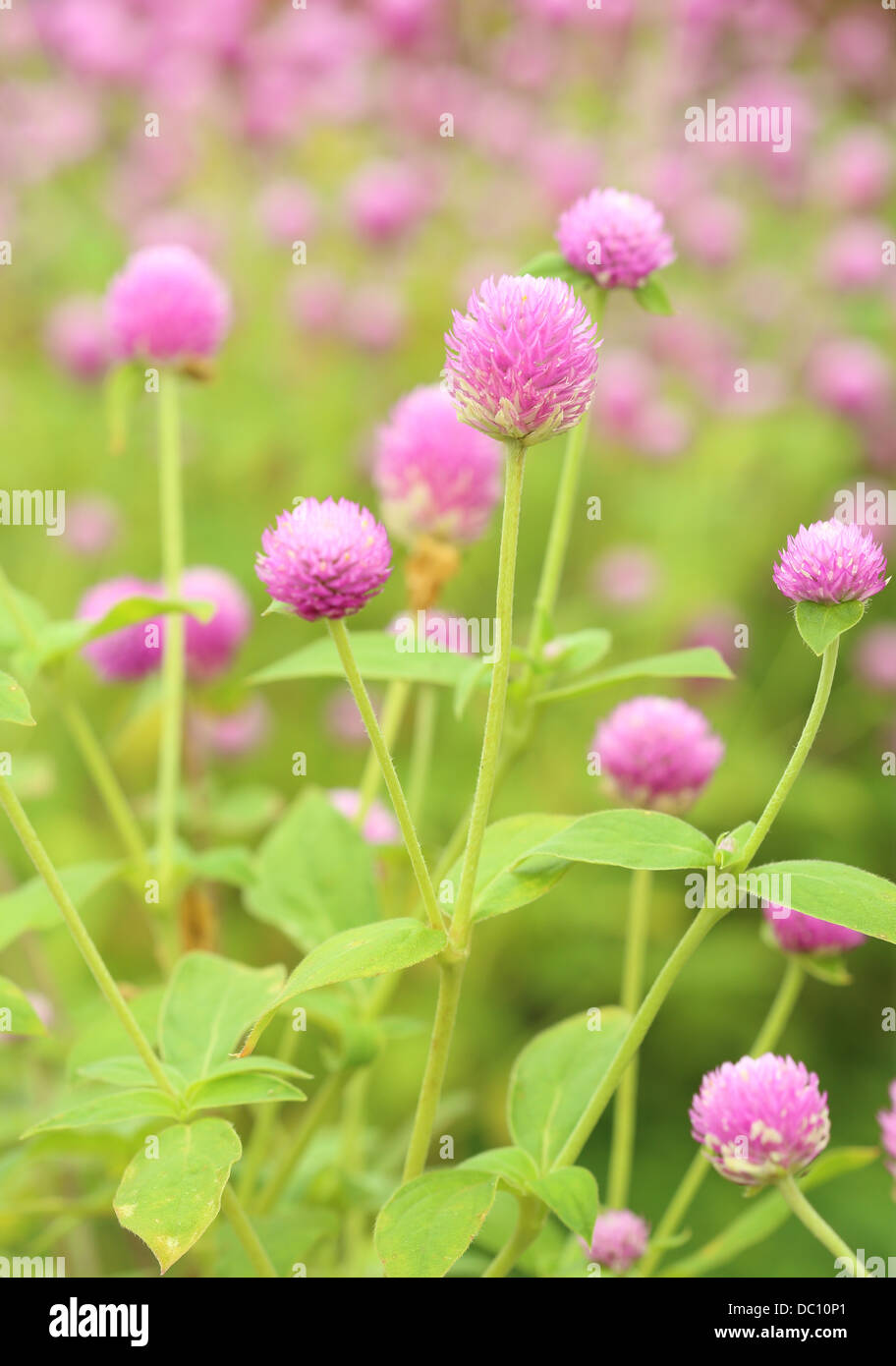 Gomphrena globosa hi-res stock photography and images - Alamy