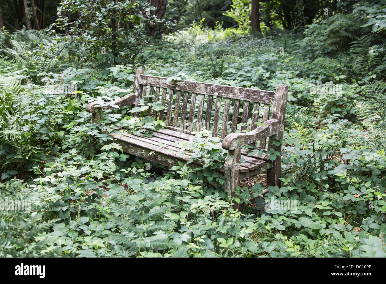 Overgrown rustic wooden bench seat covered in brambles and other wild ...
