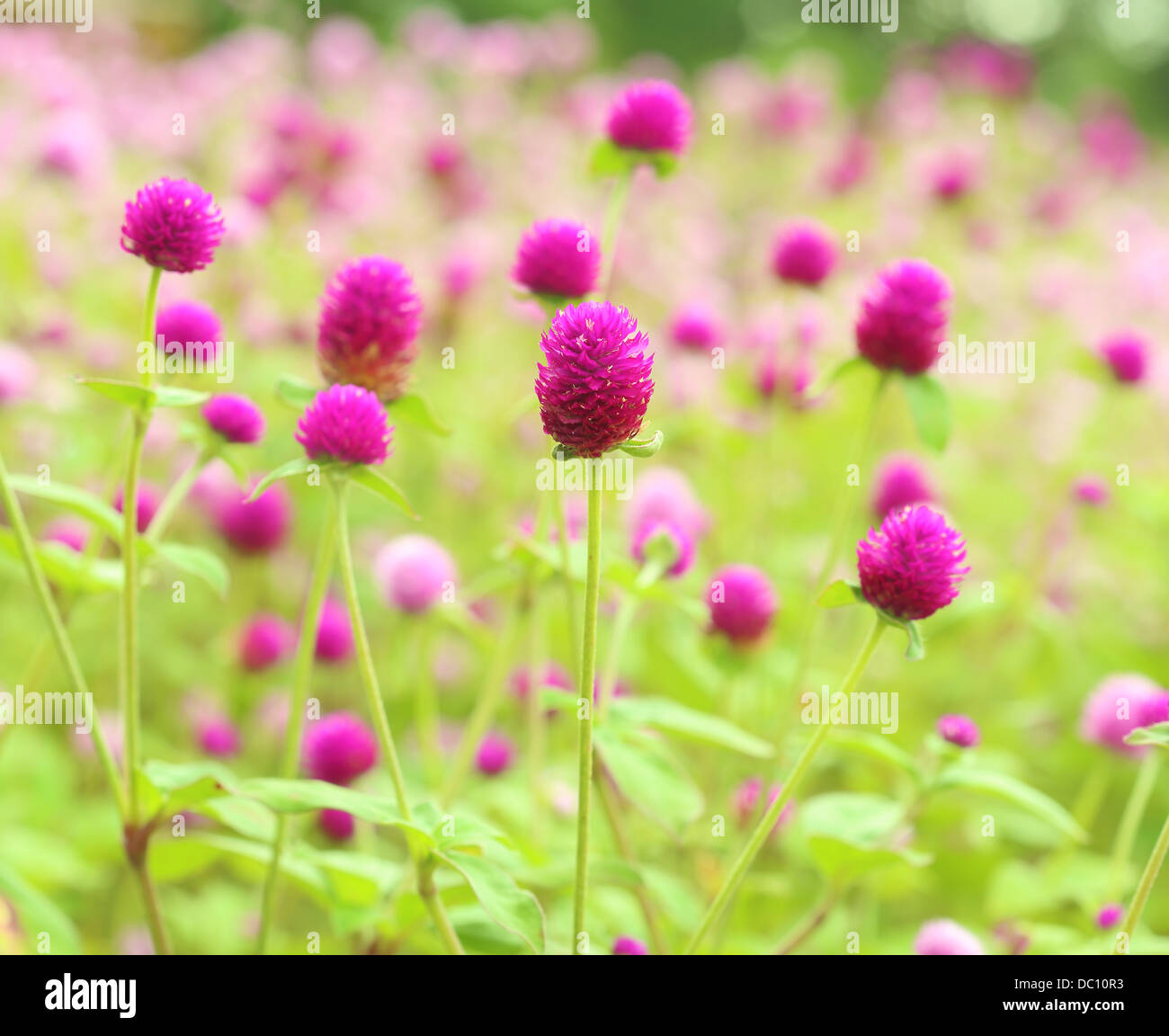 Globe amaranth or Gomphrena globosa flower in the garden Stock Photo ...