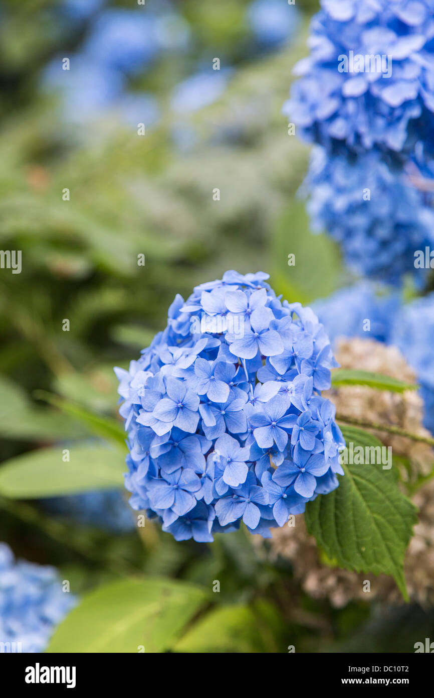 Blue hydrangea shrub hi-res stock photography and images - Alamy