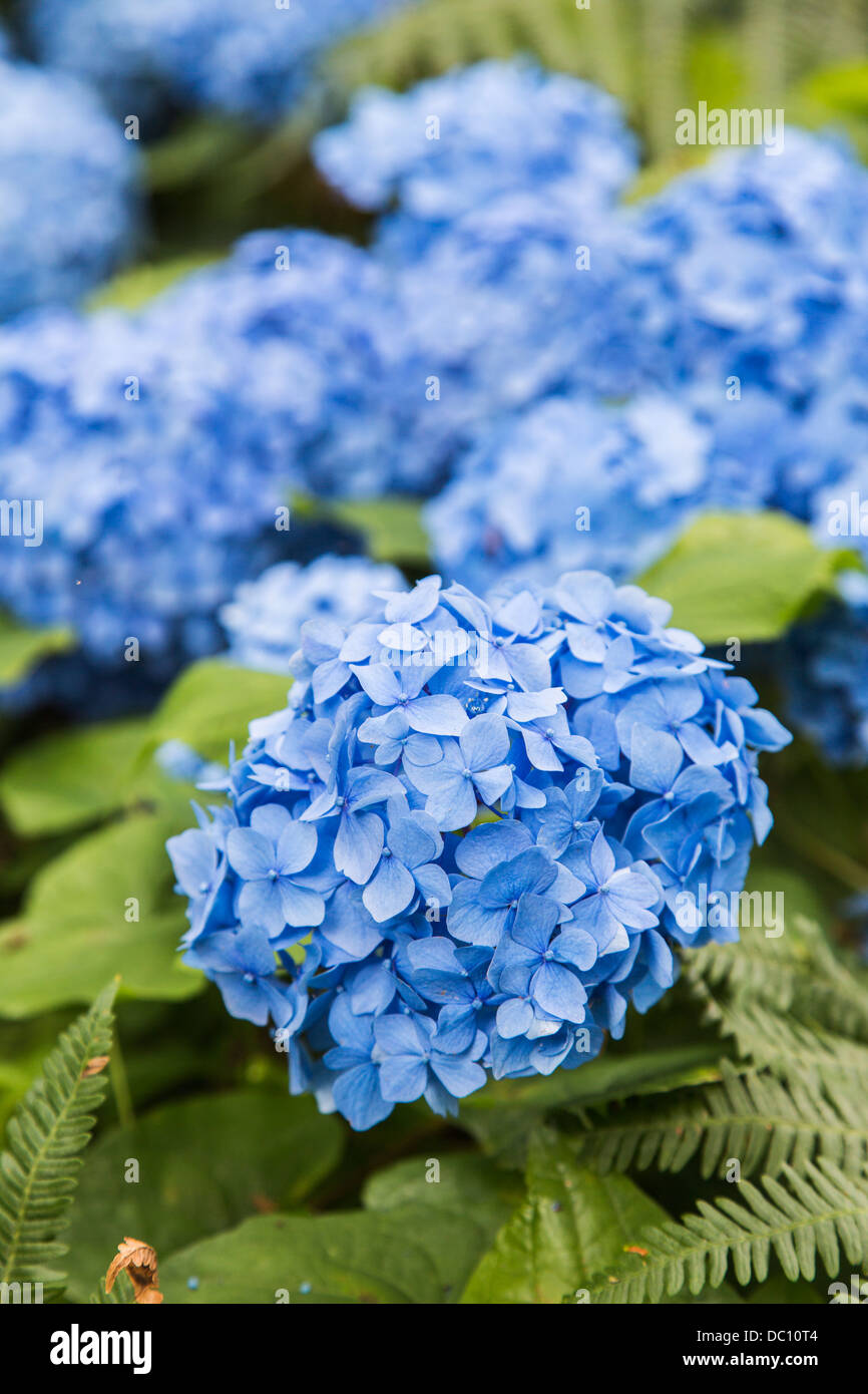 Blue hydrangea hi-res stock photography and images - Alamy