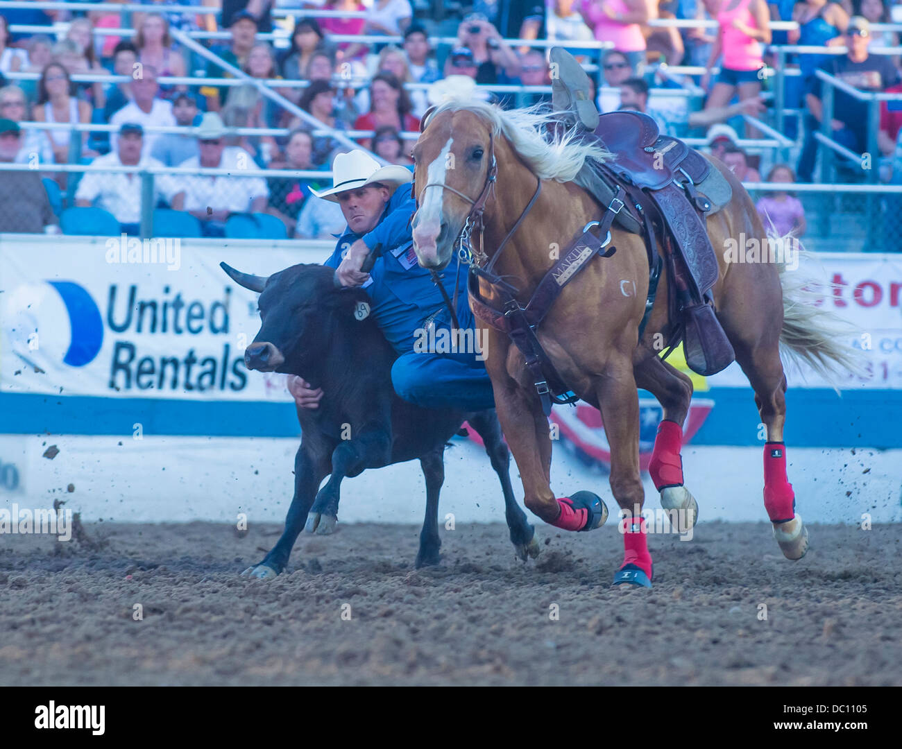 Cowboy Participant in a Calf roping Competition at the Reno Rodeo ...