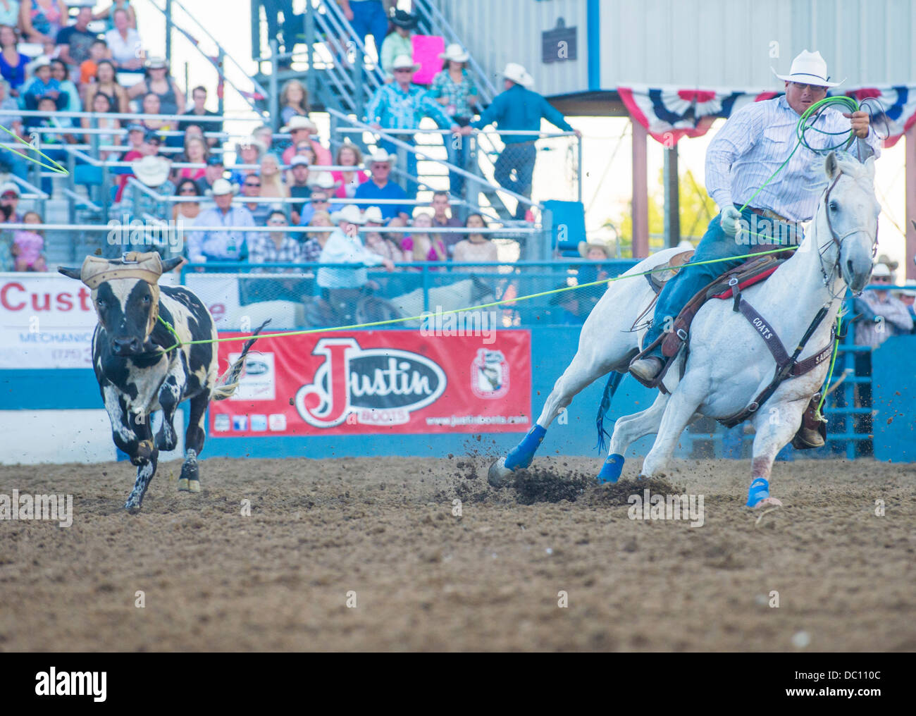 Cowboy Participant in a Calf roping Competition at the Reno Rodeo ...