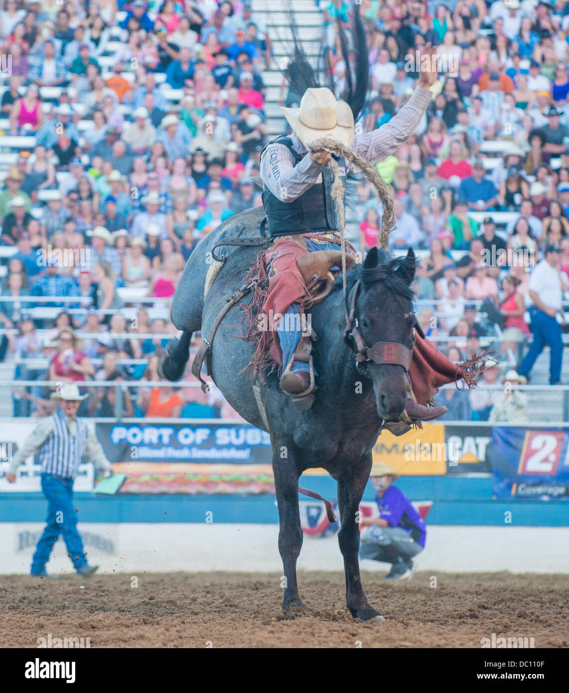 Cowboy Participant in a Bucking Horse Competition at the Reno Rodeo ...