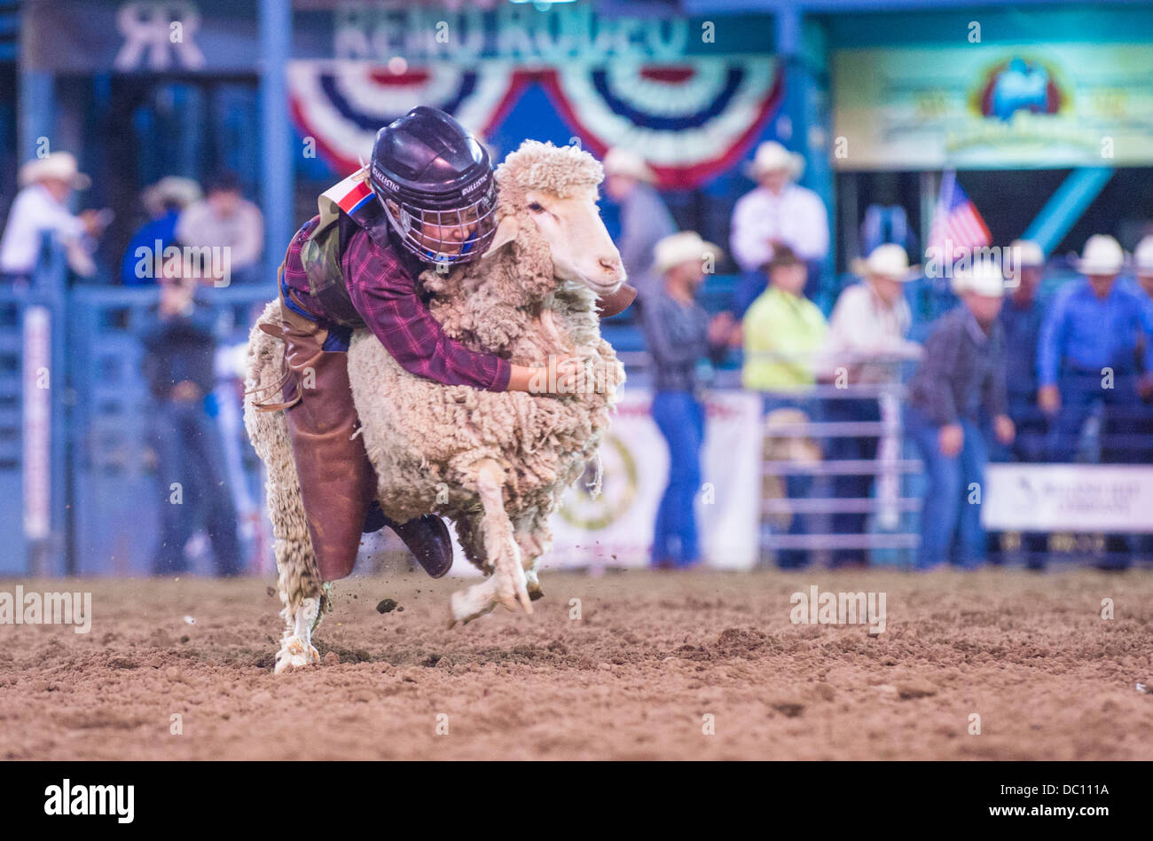 Wyoming ranch sheep hi-res stock photography and images - Alamy