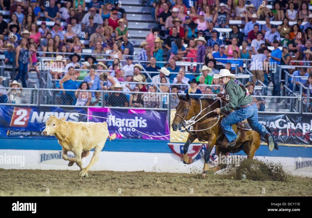 Cowboy Participant in a Calf roping Competition at the Reno Rodeo ...