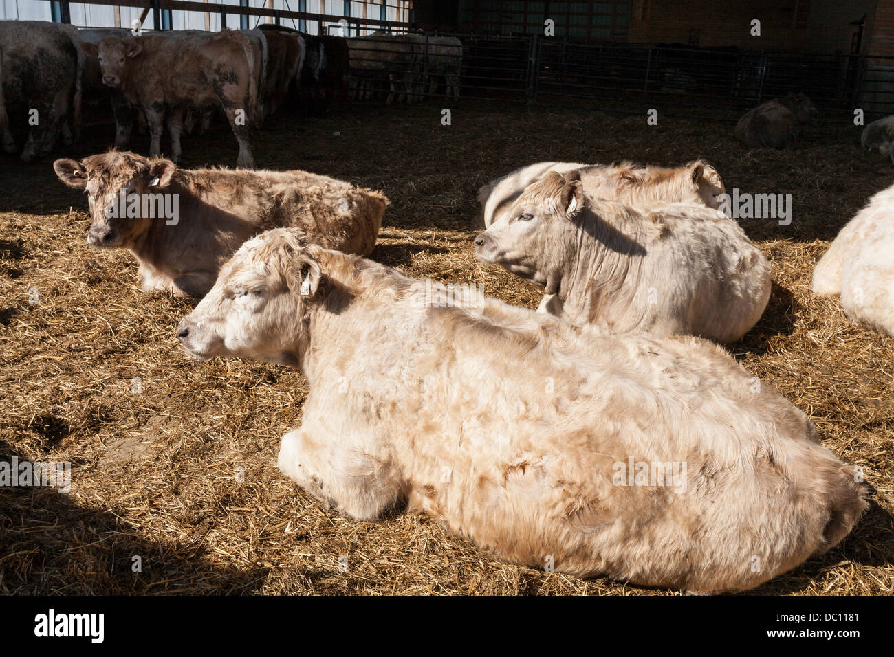 Lowing Charolais Cattle, merely resting. Fluffy beef cattle rest in the ...