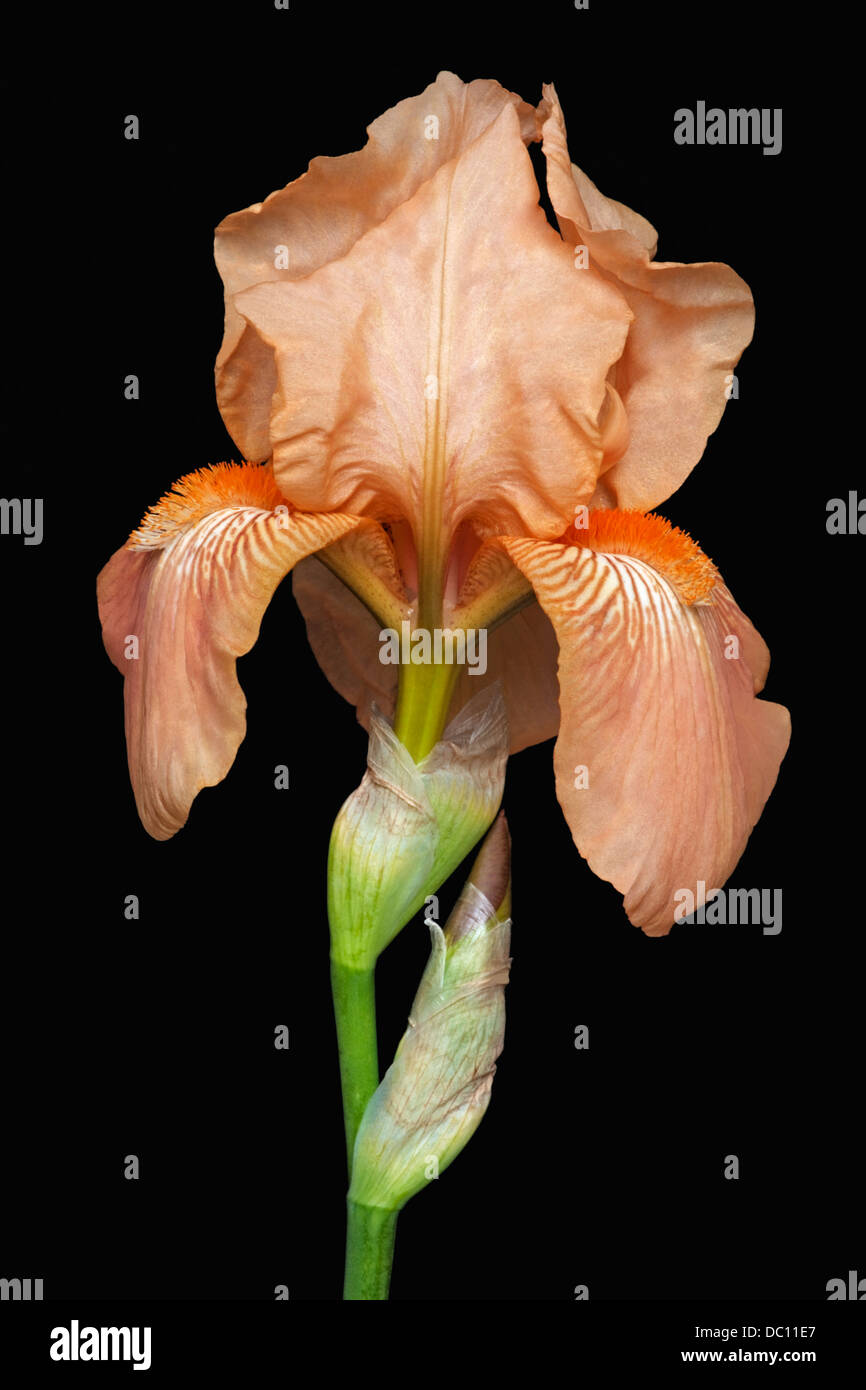 Iris (Iris germanica), hybrid form Stock Photo - Alamy
