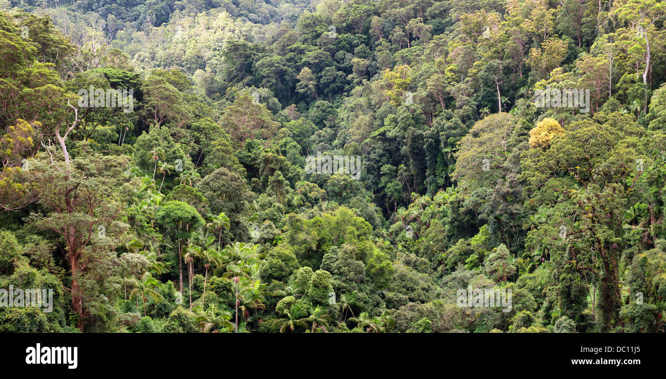 rainforest scenery, Springbrook National Park, Queensland, Australia ...