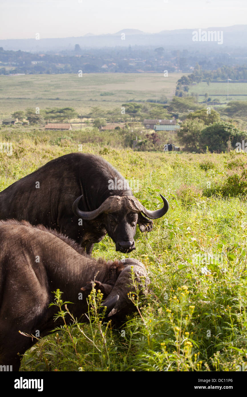 Buffalo and giraffe hi-res stock photography and images - Alamy