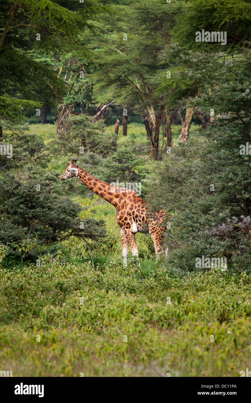 Giraffe in the the of high trees Stock Photo - Alamy