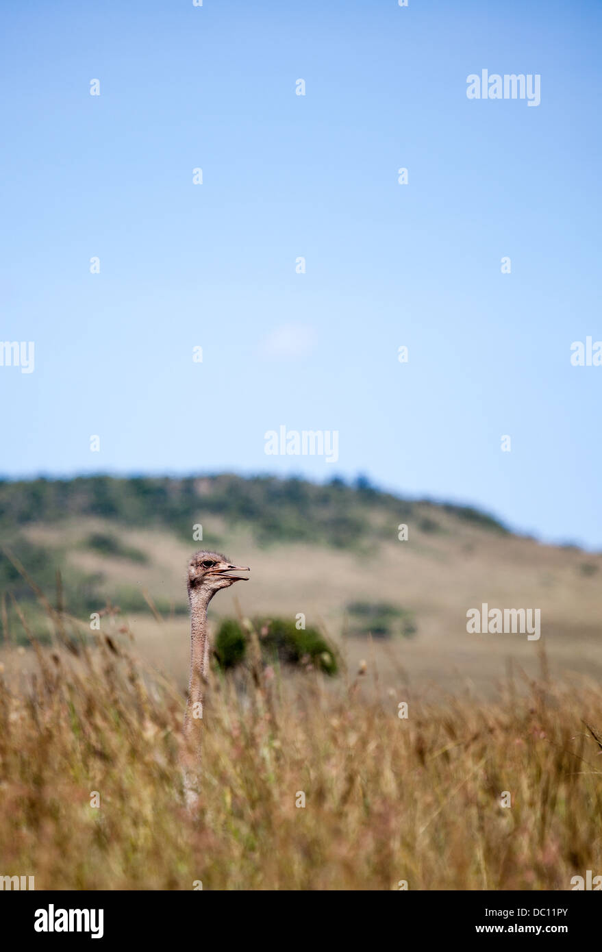 Ostridge hi-res stock photography and images - Alamy
