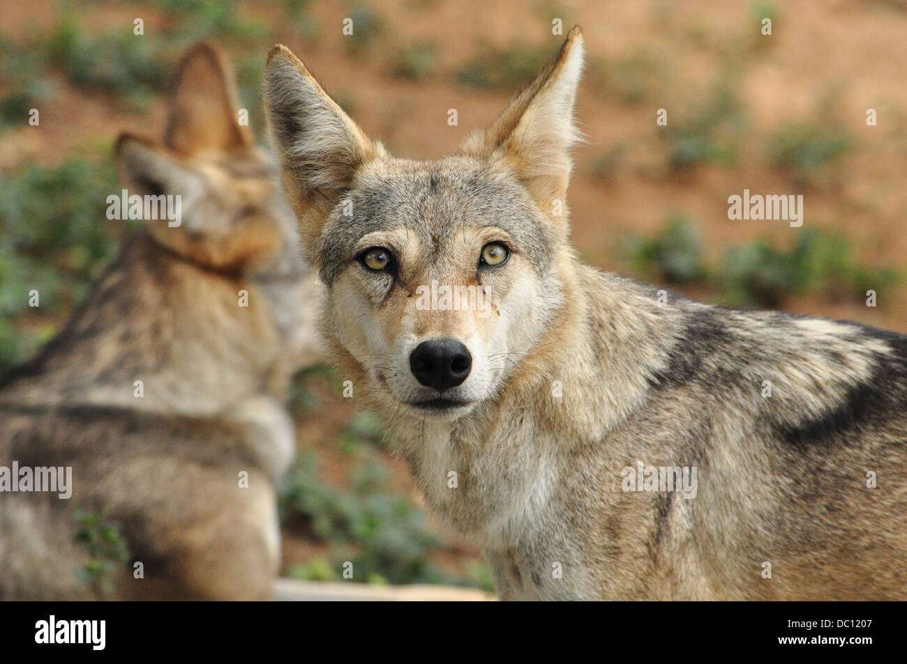 Indian gray wolf indian hi-res stock photography and images - Alamy
