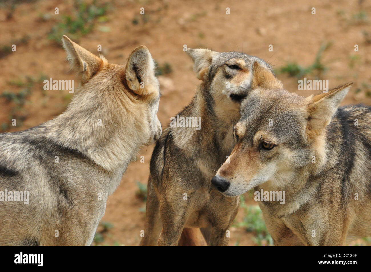 Indian Gray Wolfs Stock Photo - Alamy