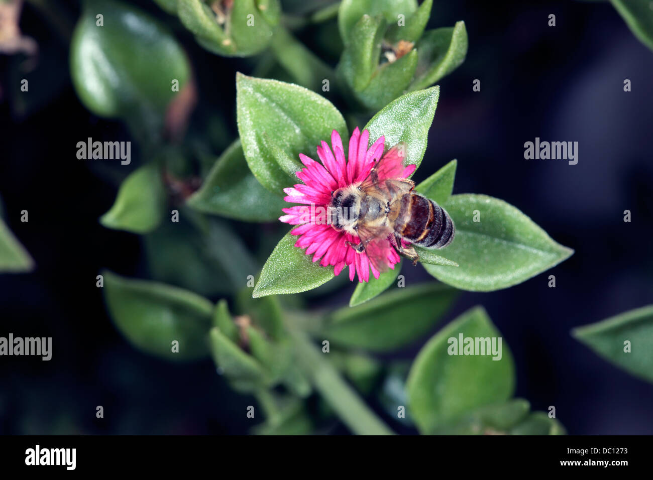 Honey bee {Apis mellifera] collecting pollen from a Trailing Ice Plant ...