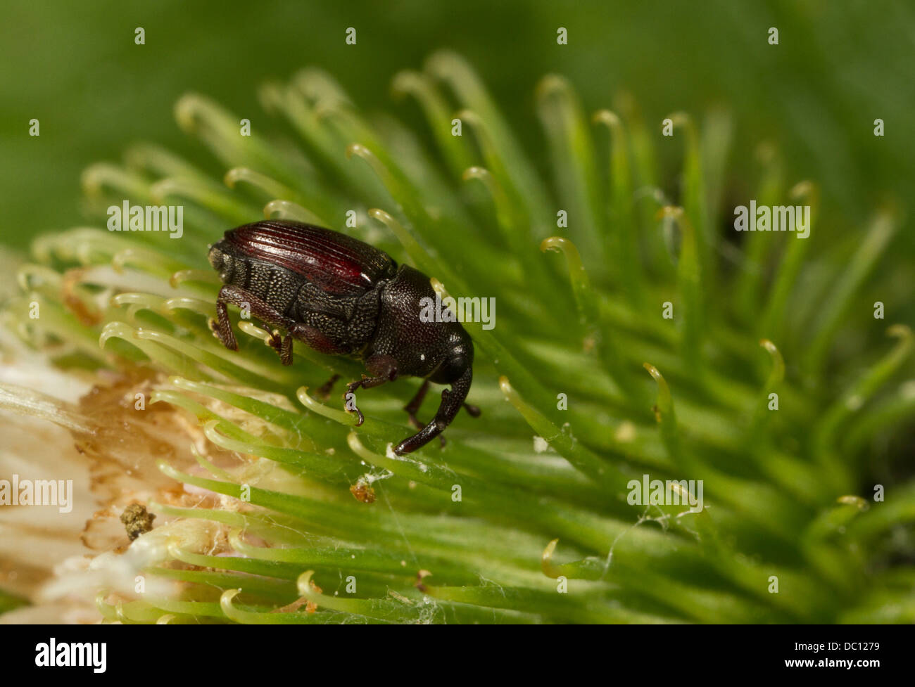 Weevil insect hi-res stock photography and images - Alamy