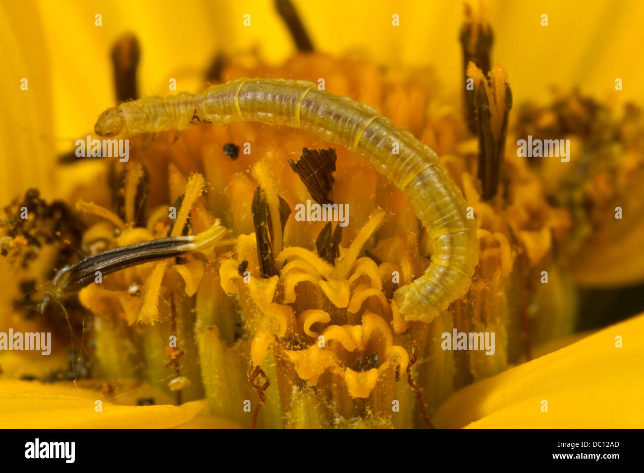 Insect larva on flower Stock Photo - Alamy