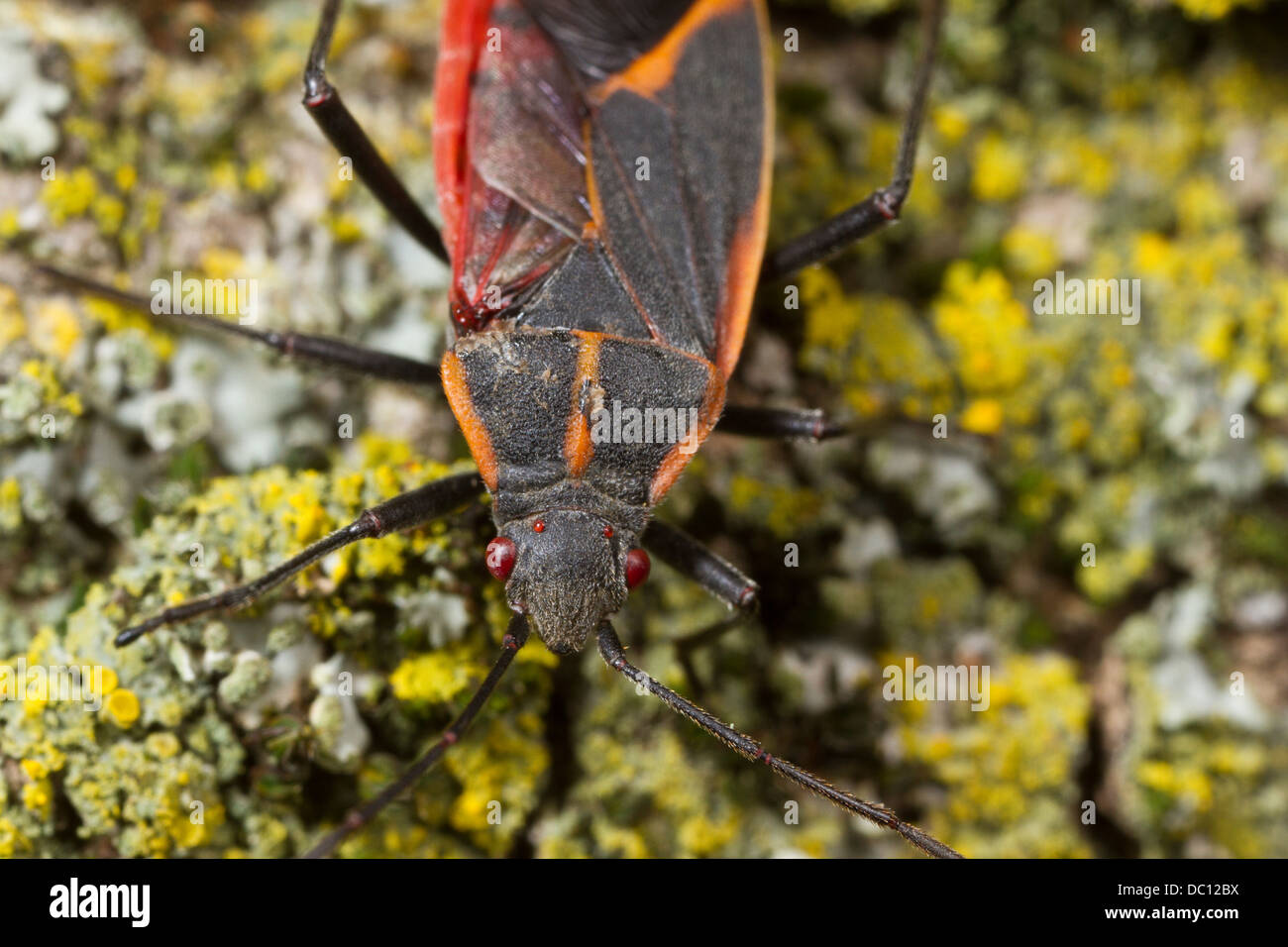 Eastern Boxelder bug (Boisea trivittata) with missing right elytron ...
